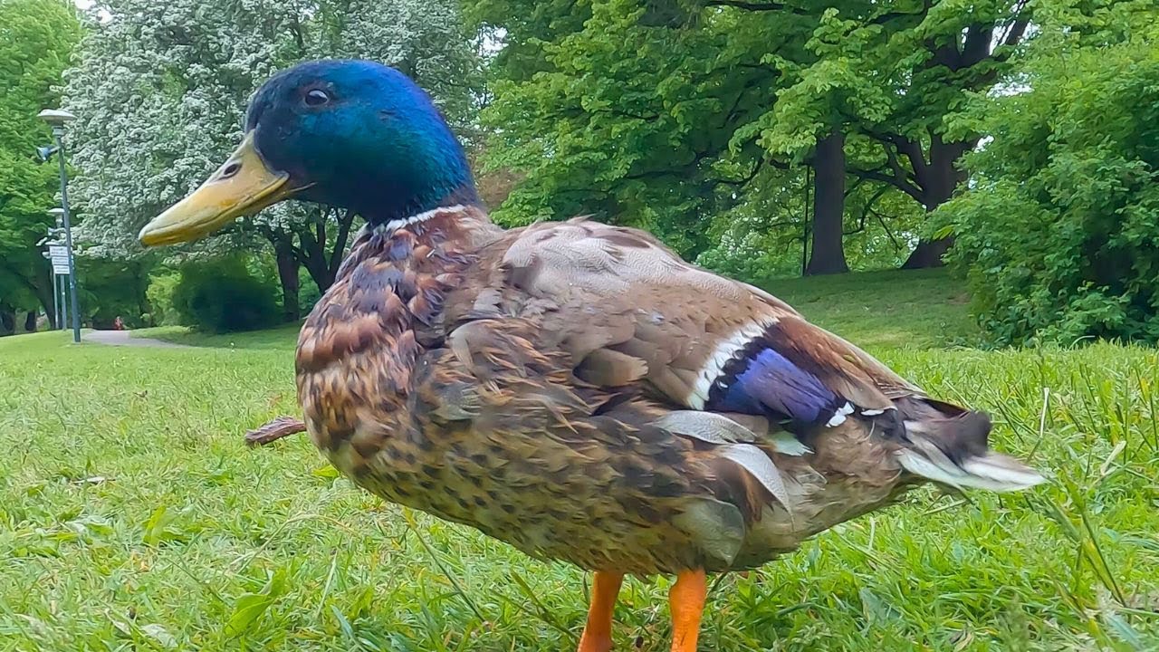Mr. Scruffy Drake in Early Summer [4K] Mallard Duck - YouTube