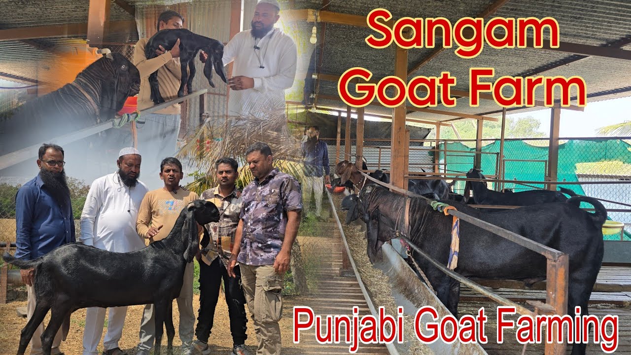 Top Line Punjabi Goat Farming | Farm Tour |Sangam Goat Farm Bableshwar ...