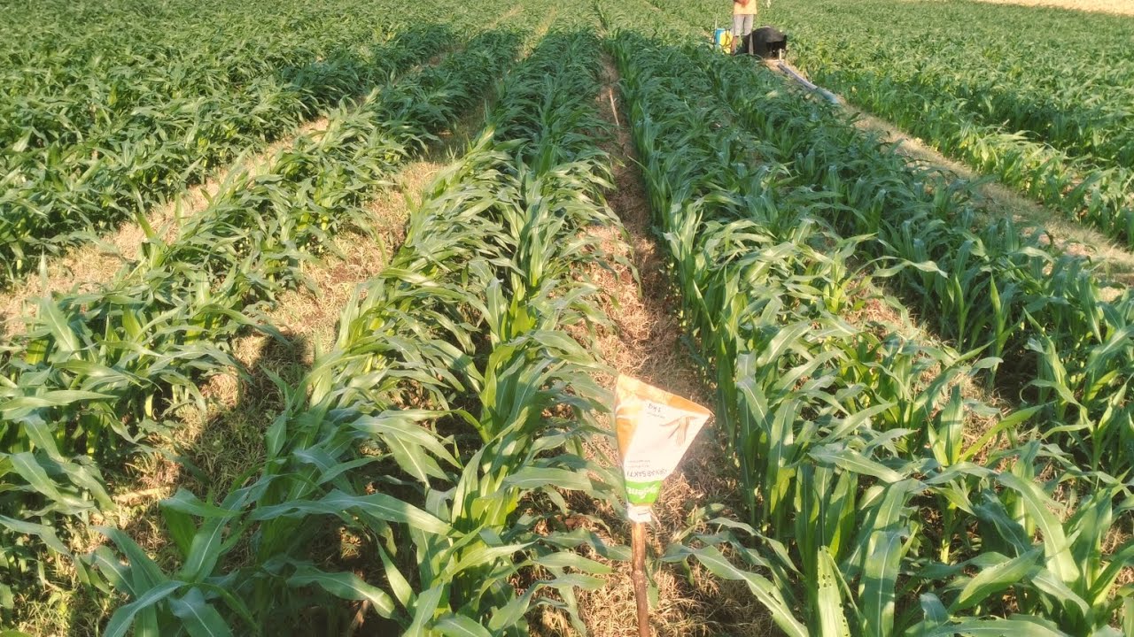 Rumput Lebur Jagung Subur || Hasil Setelah Sepray Roundup Jagung Nk ...
