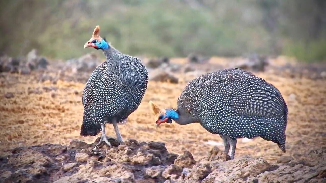 Guinea Fowl Calling - YouTube