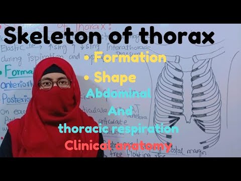 Skeleton of thorax |Rib cage |Formation |shape |abdominal and thoracic ...