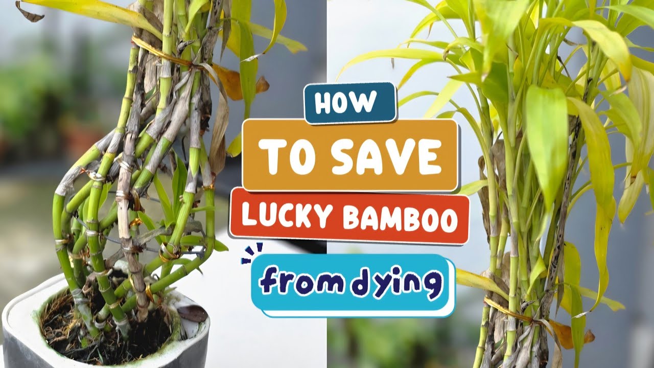 HOW TO SAVE LUCKY BAMBOO FROM DYING || 2 METHODS REVEAL - YouTube