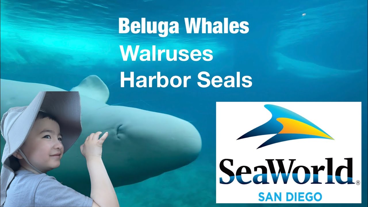 Beluga Whales Walruses Harbor Seals at SeaWorld San Diego in California ...