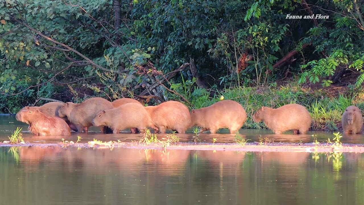 CAPYBARA (HYDROCHOERUS HYDROCHAERIS), CAPIVARA, WILDLIFE, Animals from ...
