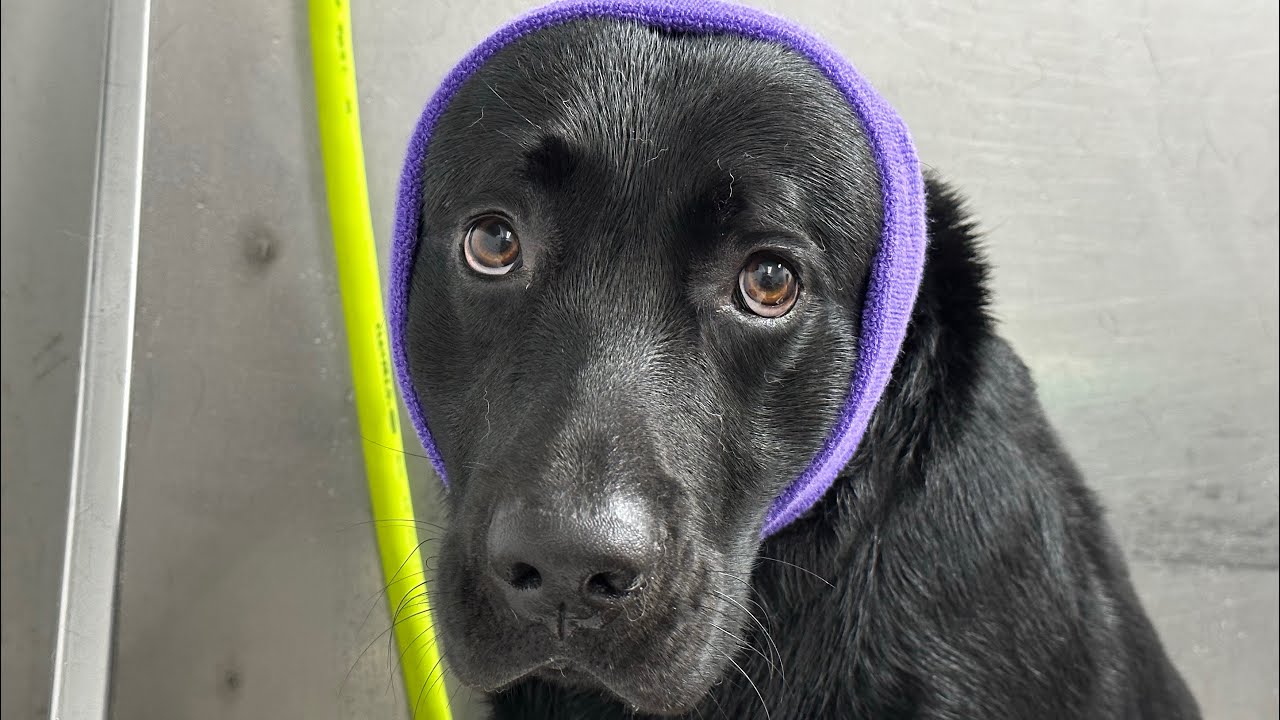 Today We Groomed a Camera Shy Black Lab | Black Labrador Retriever ...
