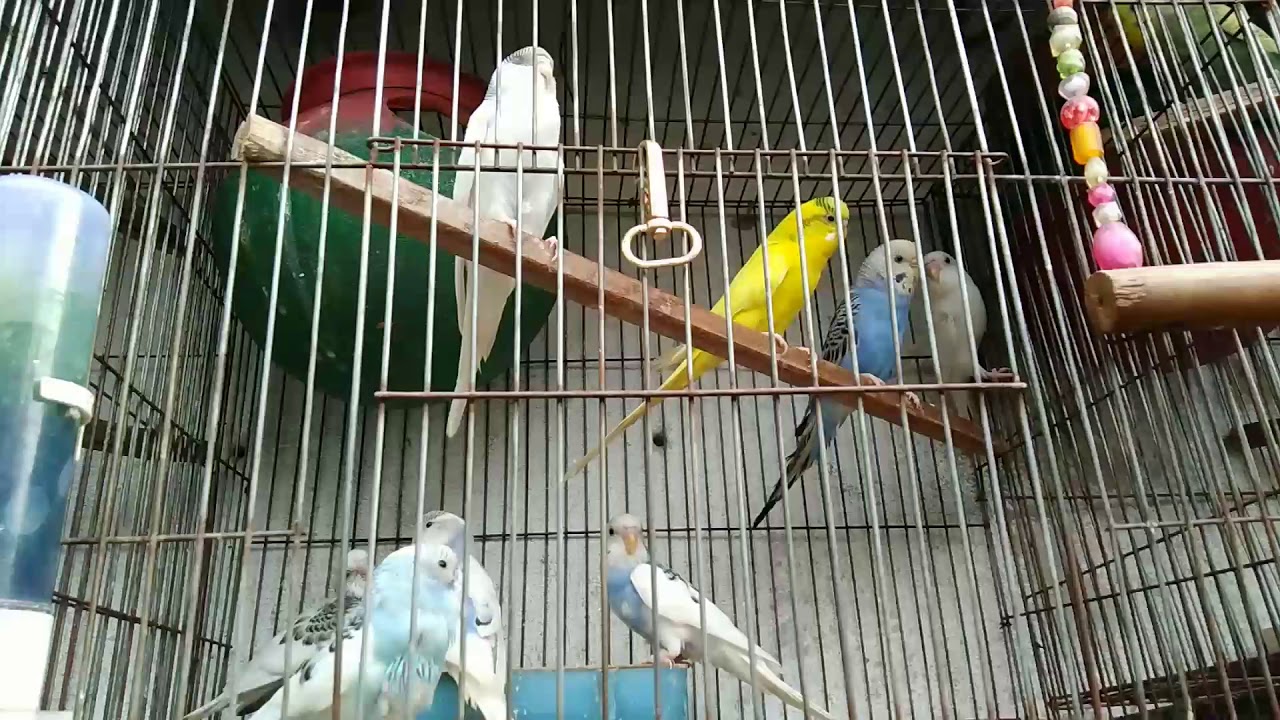 Bazigar Bird