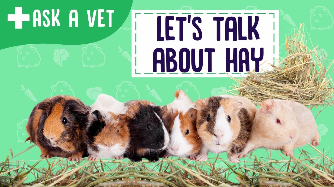 ASK A VET: Let's talk about HAY! - YouTube