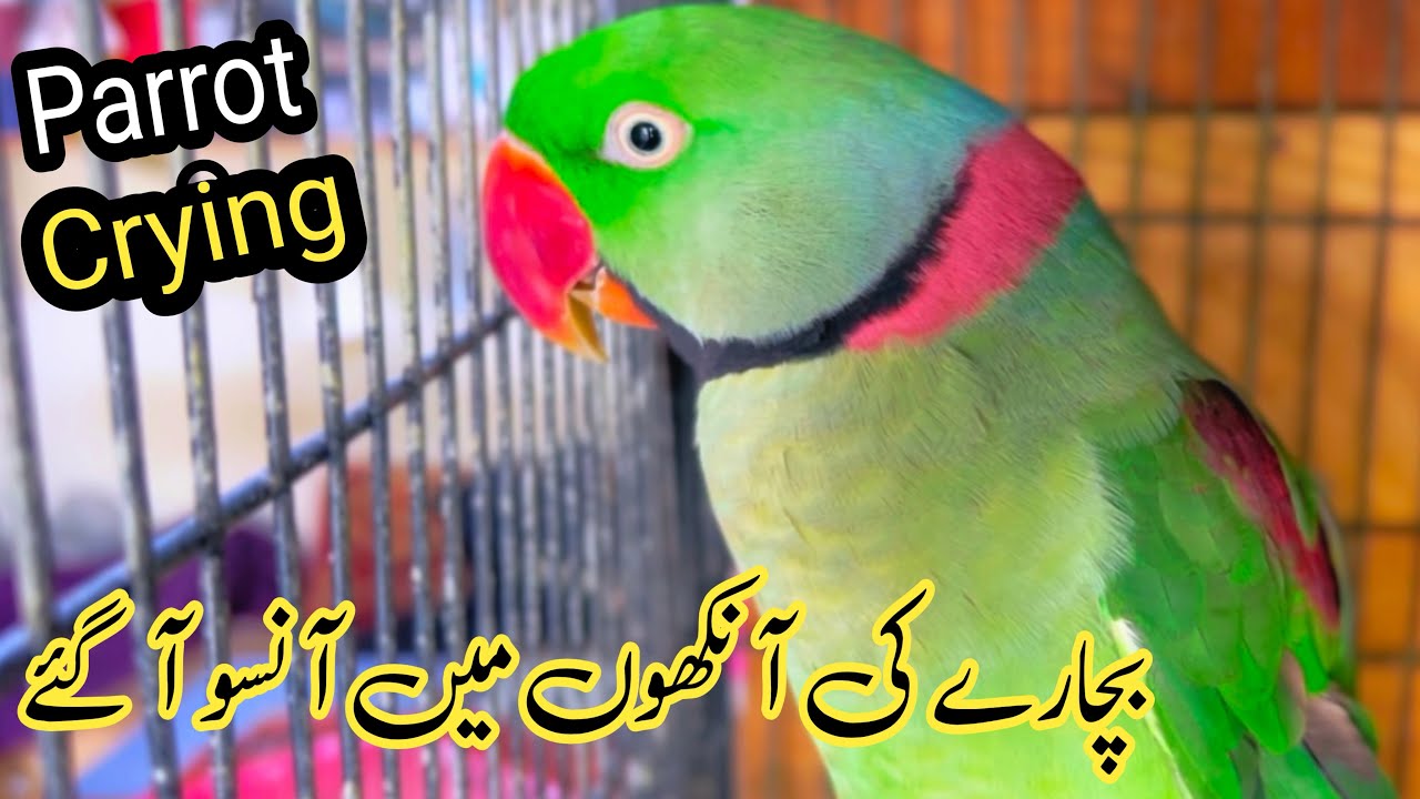 Parrot Crying || Talking Parrot I miss u - YouTube