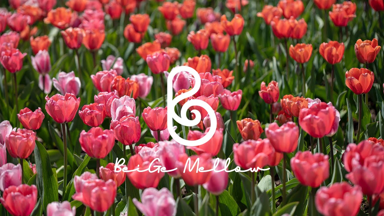 Spring Piano Music for the Flower-blooming Spring 🌷 - YouTube Music