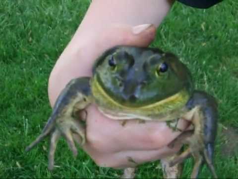 Massive Male American Bullfrog - YouTube