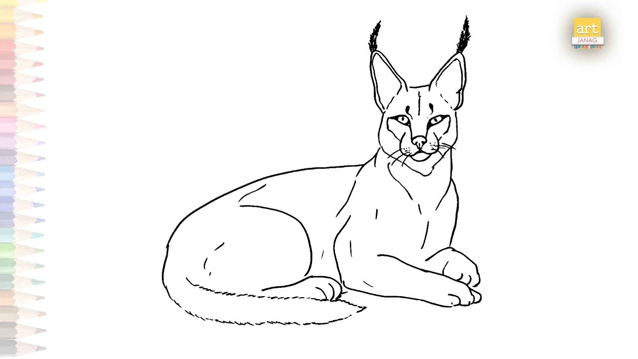 Caracal easy drawings | Animal drawing tutorial | How to draw A Caracal ...