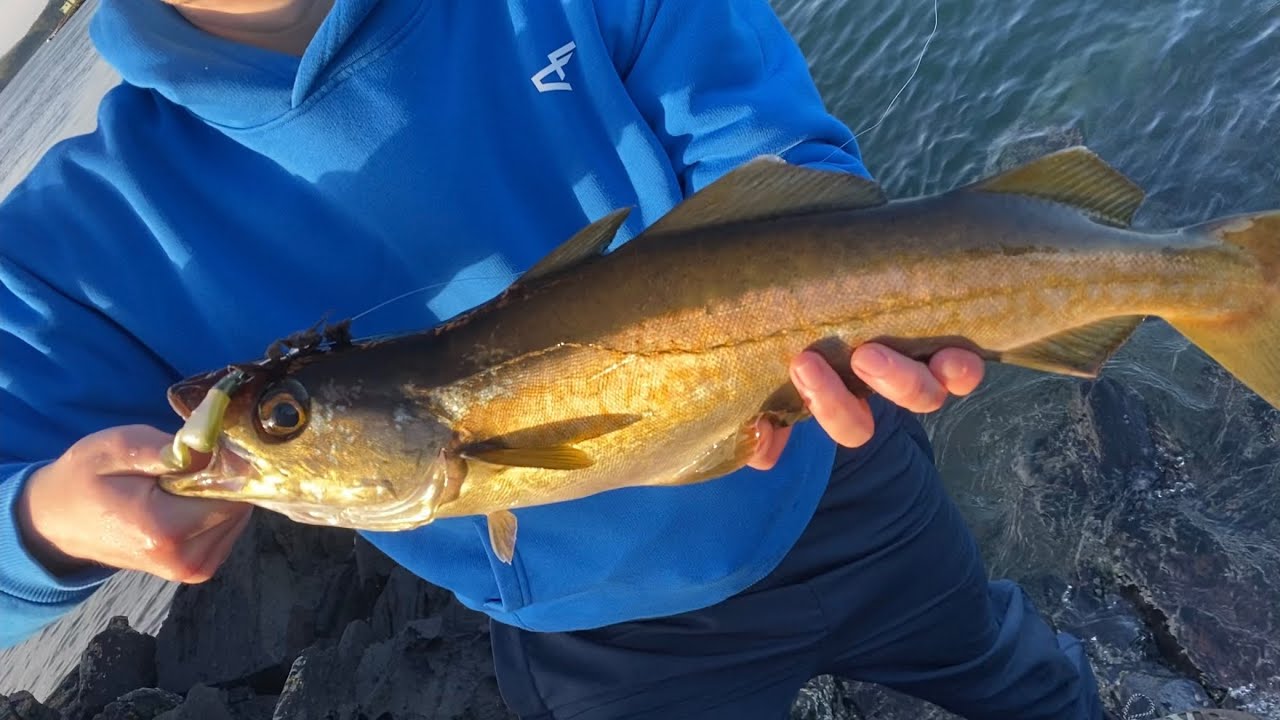 Pollock fishing in the highlands of Scotland - YouTube