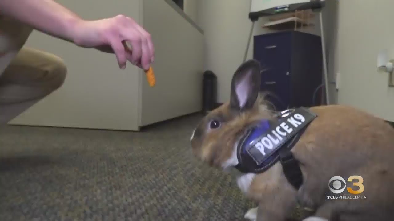 California police department introduces bunny as K-9 officer - YouTube