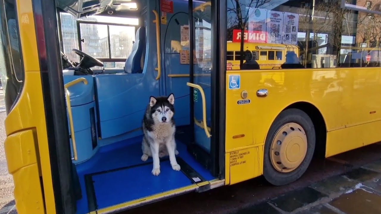 Husky Gets A Private Bus Tour of Liverpool - YouTube