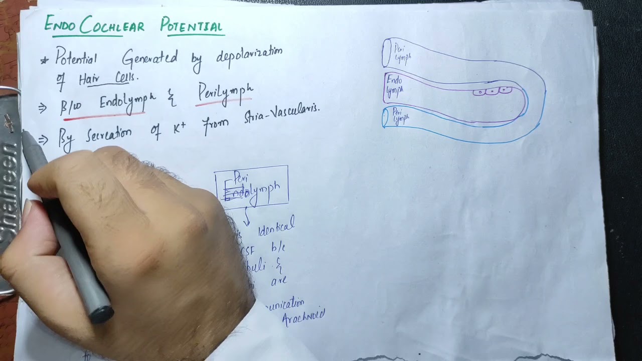 #guyton chapter 53 part 4,Endocochlear potential, perilymph, ndolymph# ...