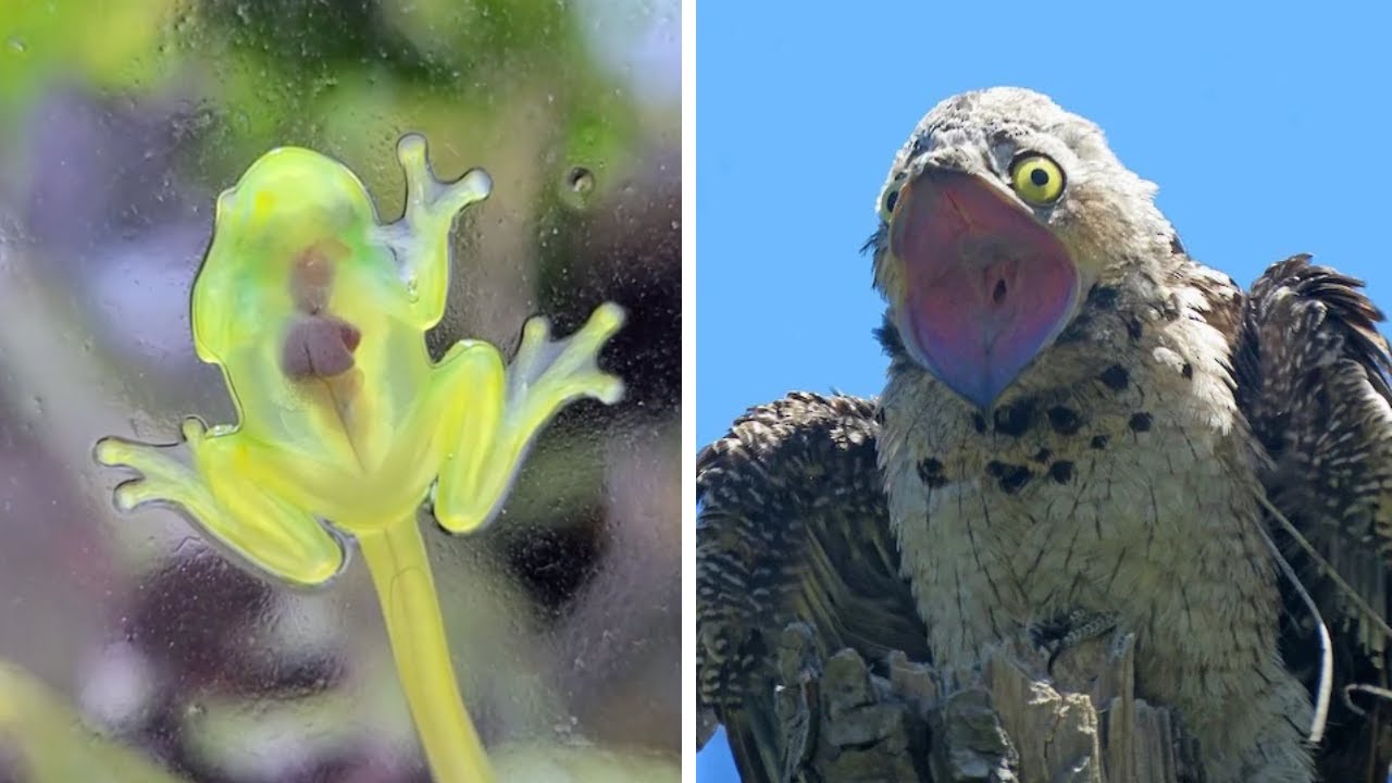 10 of Nature’s Strangest Creatures: Cute, Creepy & Totally Real - YouTube