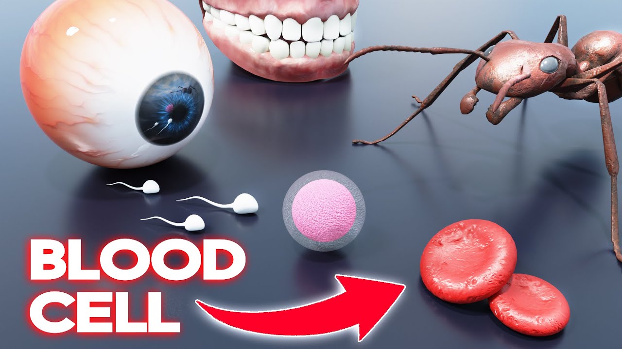 3D Human Organ Size Comparison: Cells, Organs, and More | Human Anatomy ...