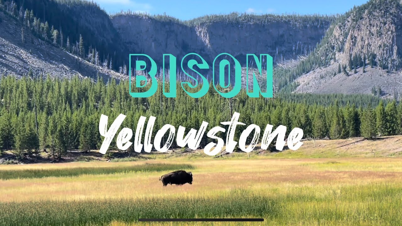 Majestic Beasts of the Wild West | BISON in Yellowstone National Park ...