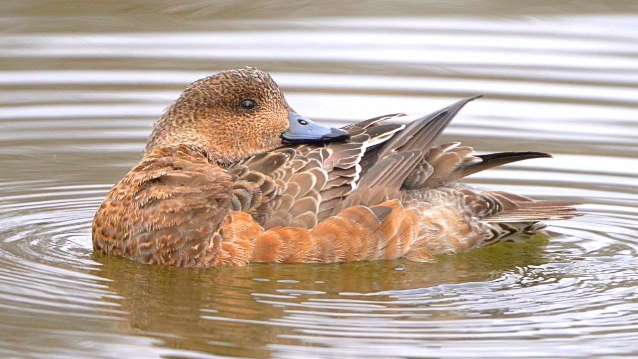 Cute Little Female Eurasian Wigeon Duck Grooming / Preening in Water ...