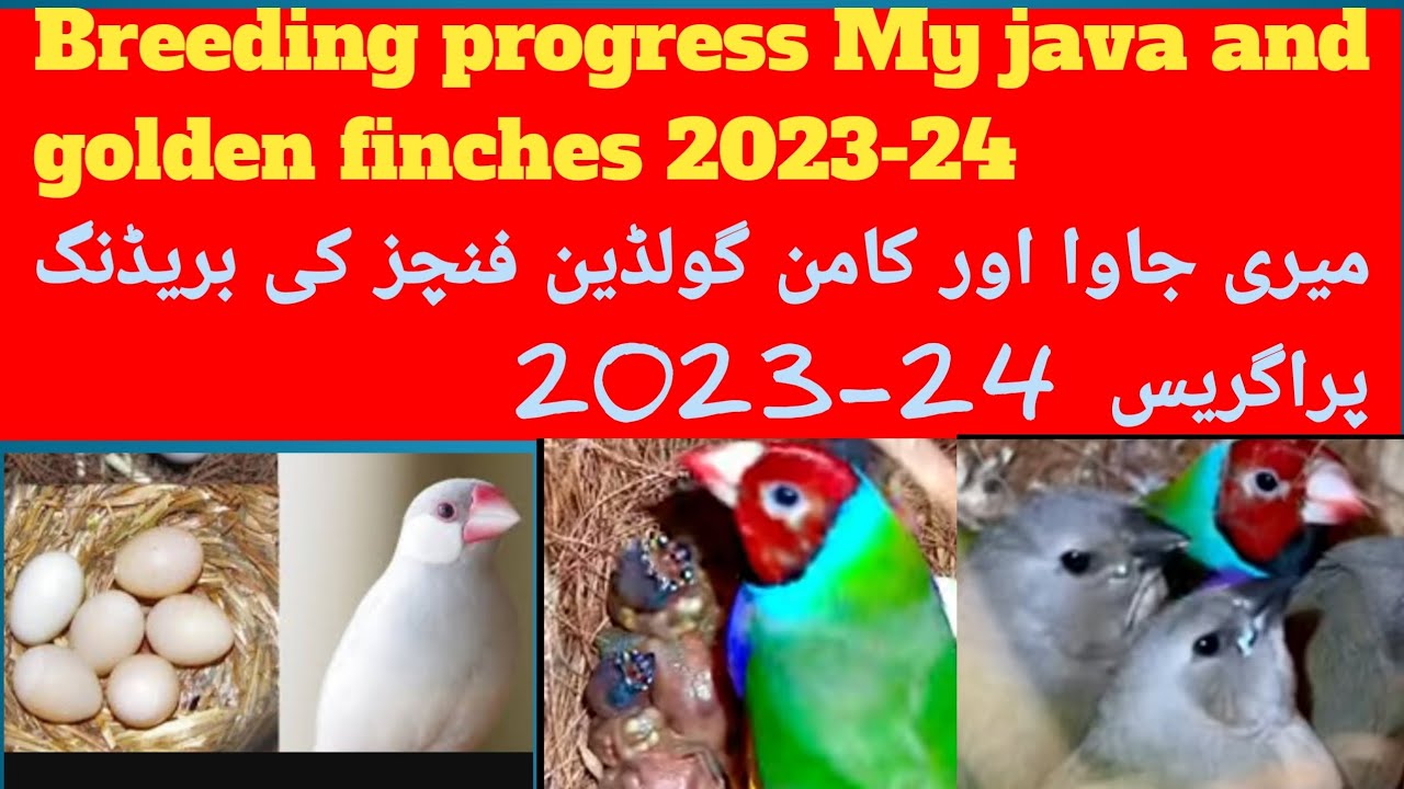 Best Breeding Of Java&Goldion||Breeding Progress Of Java And Goldion Finch's ...