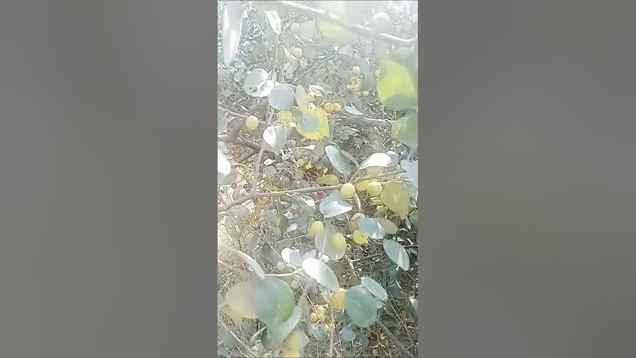 Mithe Ber 🙏👍👌😂 - YouTube