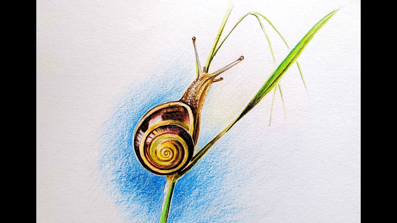 Snail Drawing || Using Colour Pencils ll Colour pencil drawing - YouTube