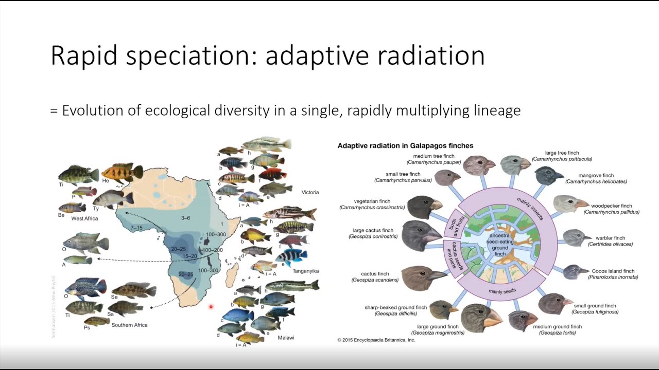 Old genetic variation: key to rapid adaptation and speciation? - David ...