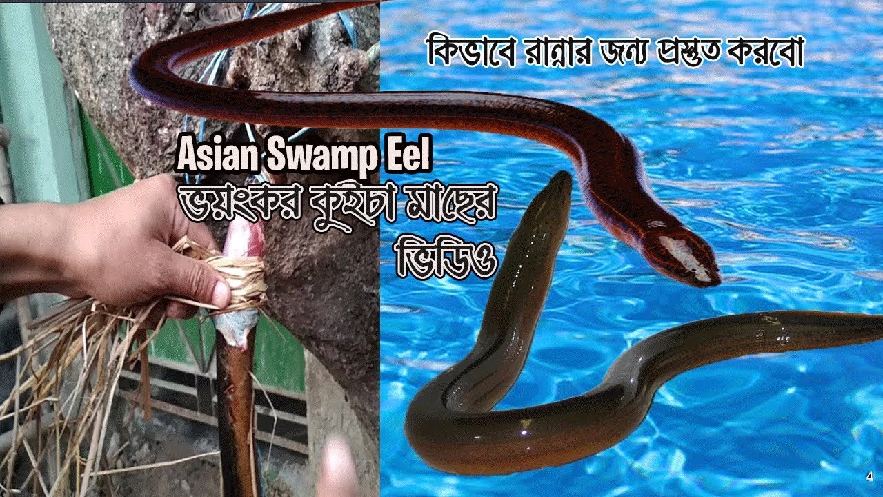 Eel Fish Recipe Processing - how to clean and fillet pike eel ...