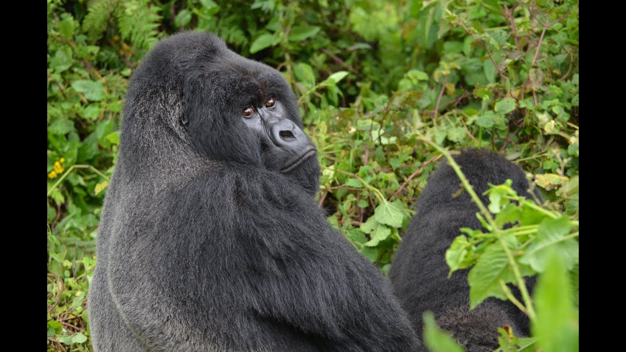 Gorillas in our midst! See photos from a remarkable day on a volcano in ...