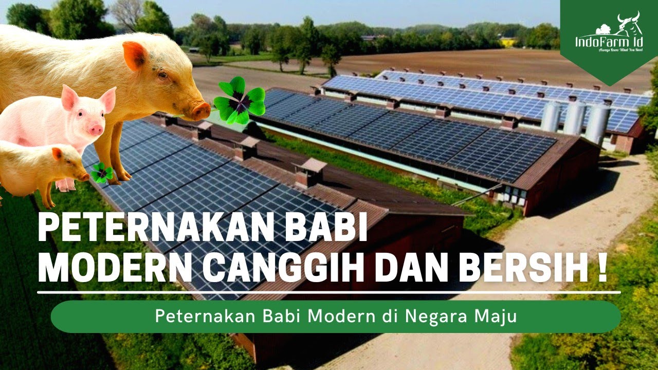 Ternyata Begini PETERNAKAN BABI MODERN Selandia Baru Bersih dan Canggih ...