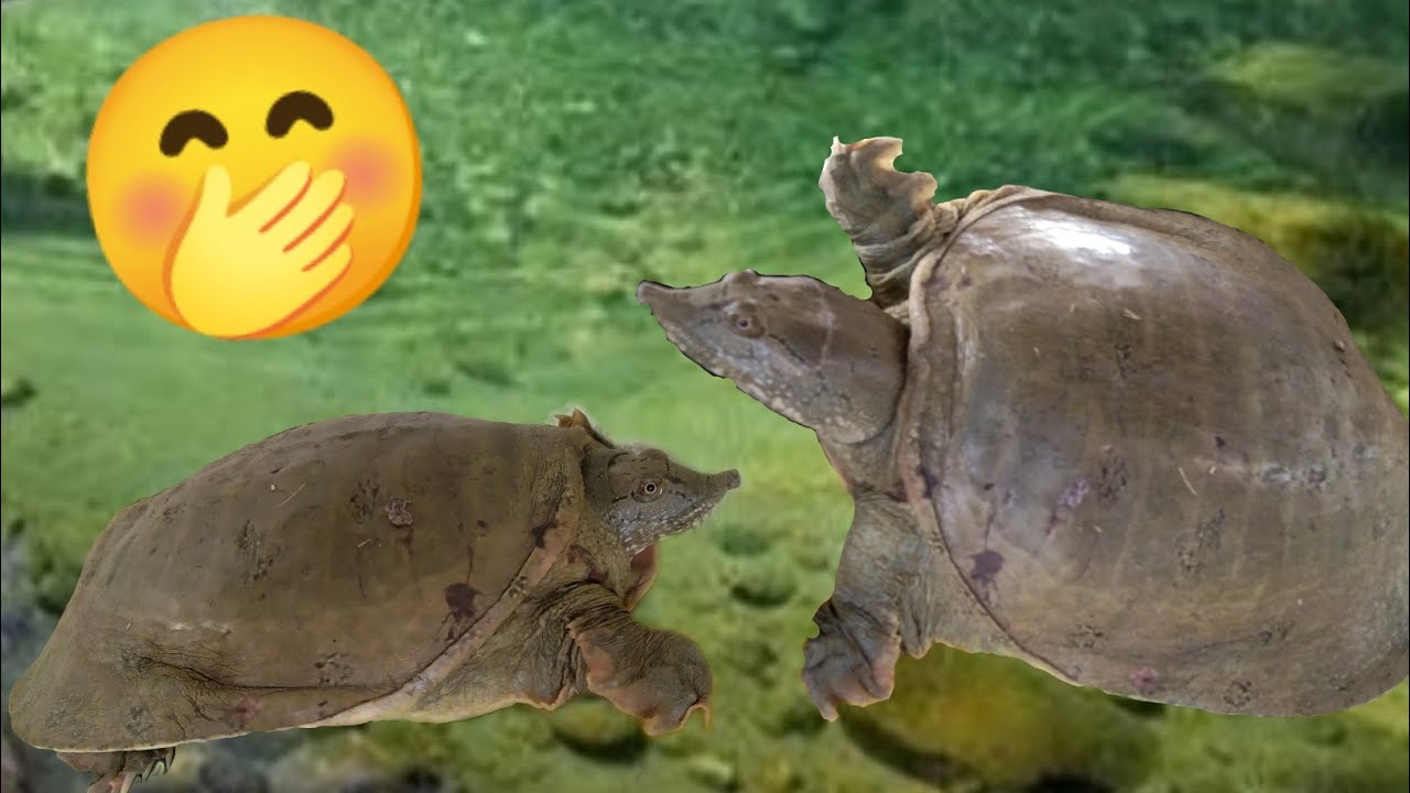 kura kura lucu || bulus - YouTube