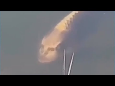Increíble Pez con Rostro Humano 🔴 Amazing Fish with a Human Face - YouTube