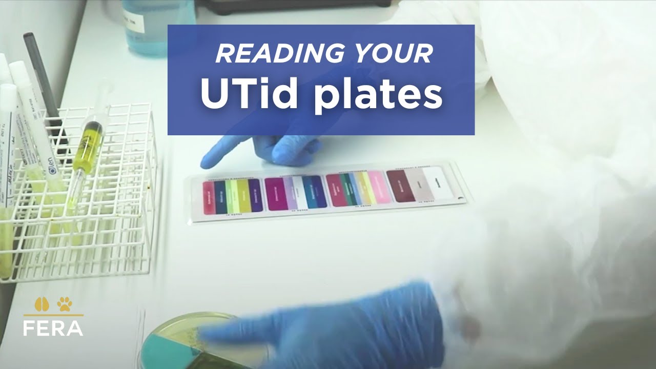 How to use UTid plates - YouTube