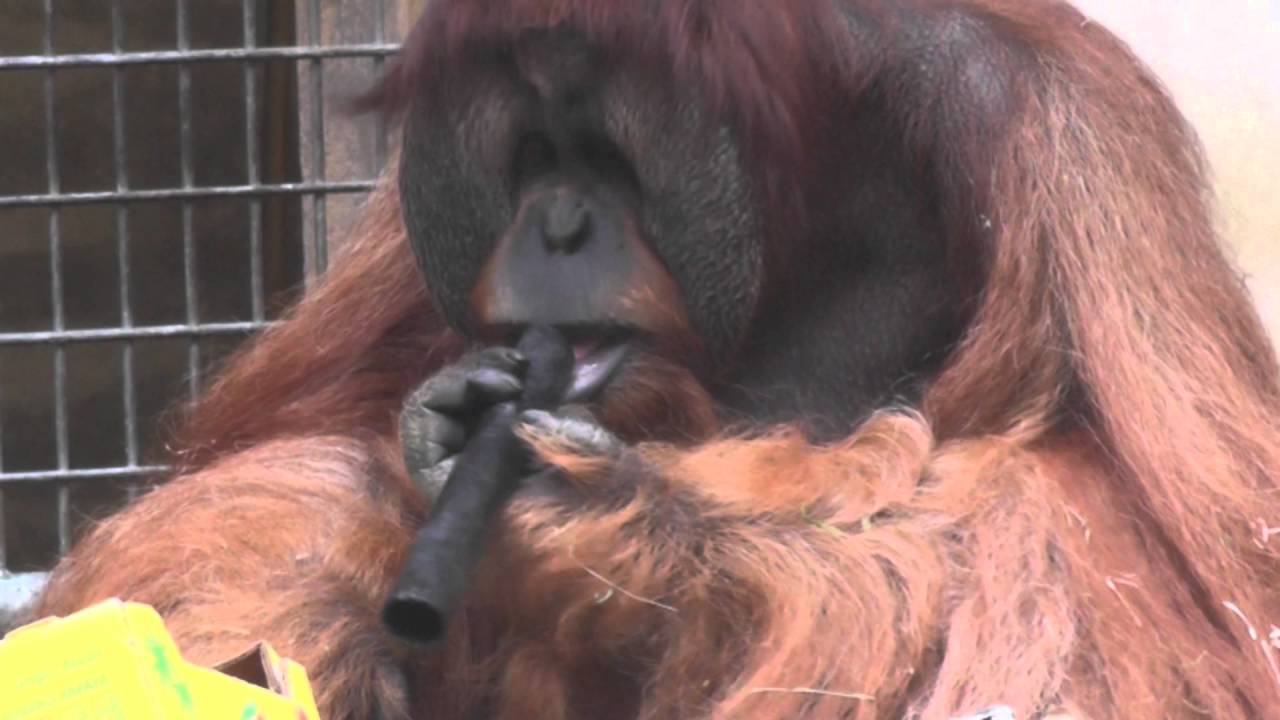 Werkzeuggebrauch: Orang-Utans Erweisen Sich Als Planvolle Denker – NTIKL