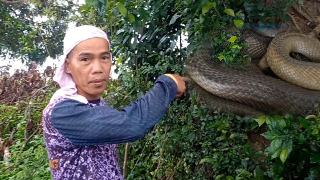 TATLONG COBRA PUMAPATAY NG MGA PATO SA URDANETA, PANGASINAN | JTG ...