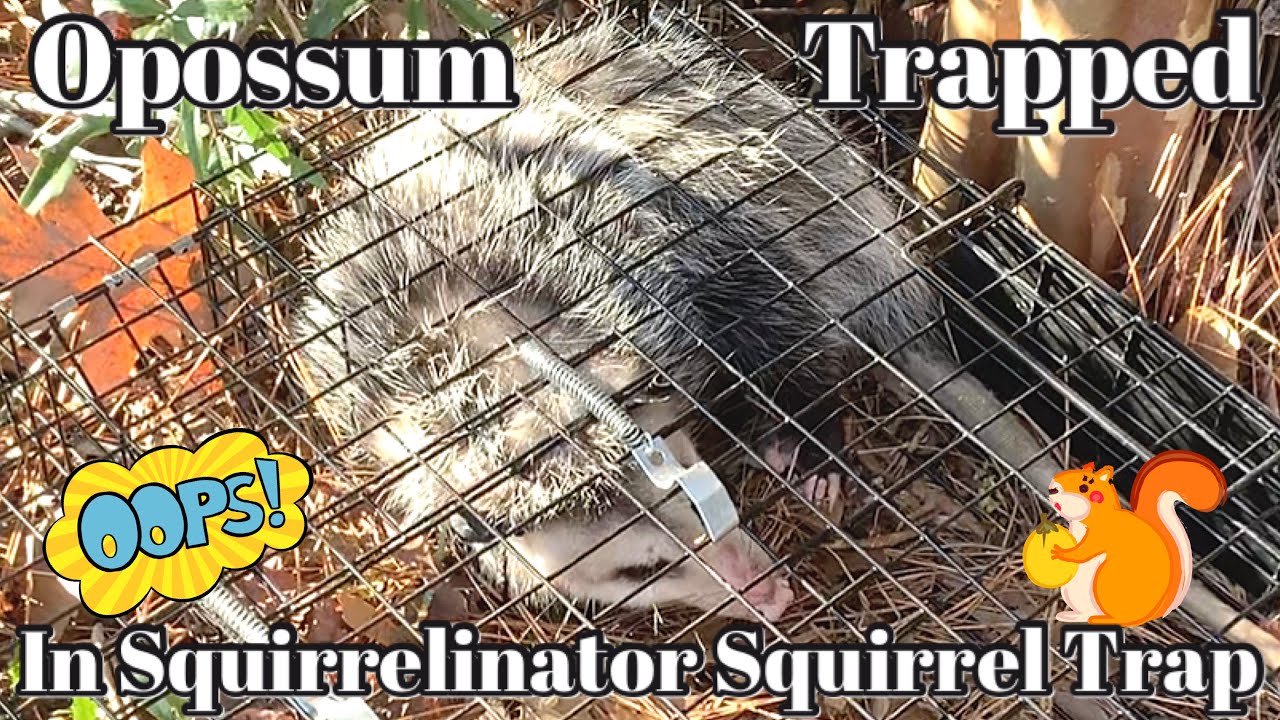 We Caught an Opossum Possum in Our Squirrelinator Squirrel Trap and Had to Let it Go 🐿 - YouTube