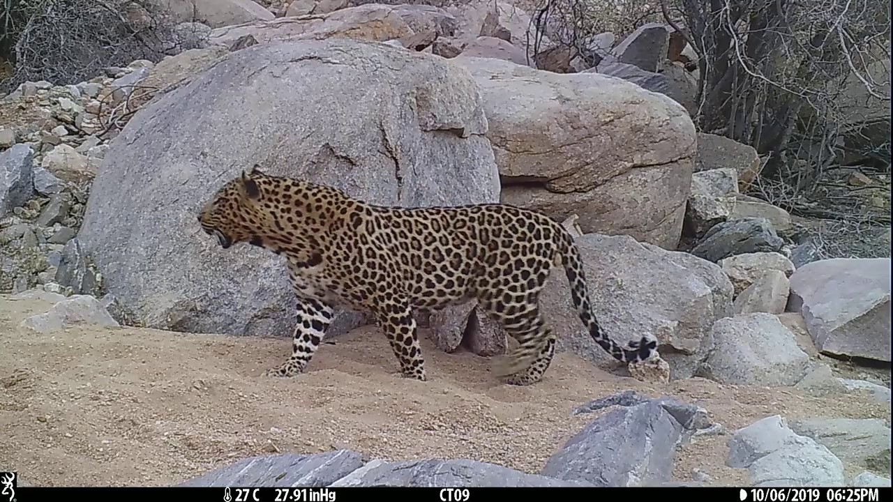 Paws For Effect - YouTube