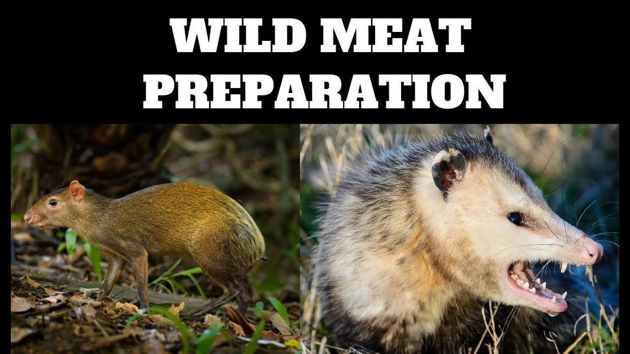 Wild Meat Preparation Trinidad - YouTube