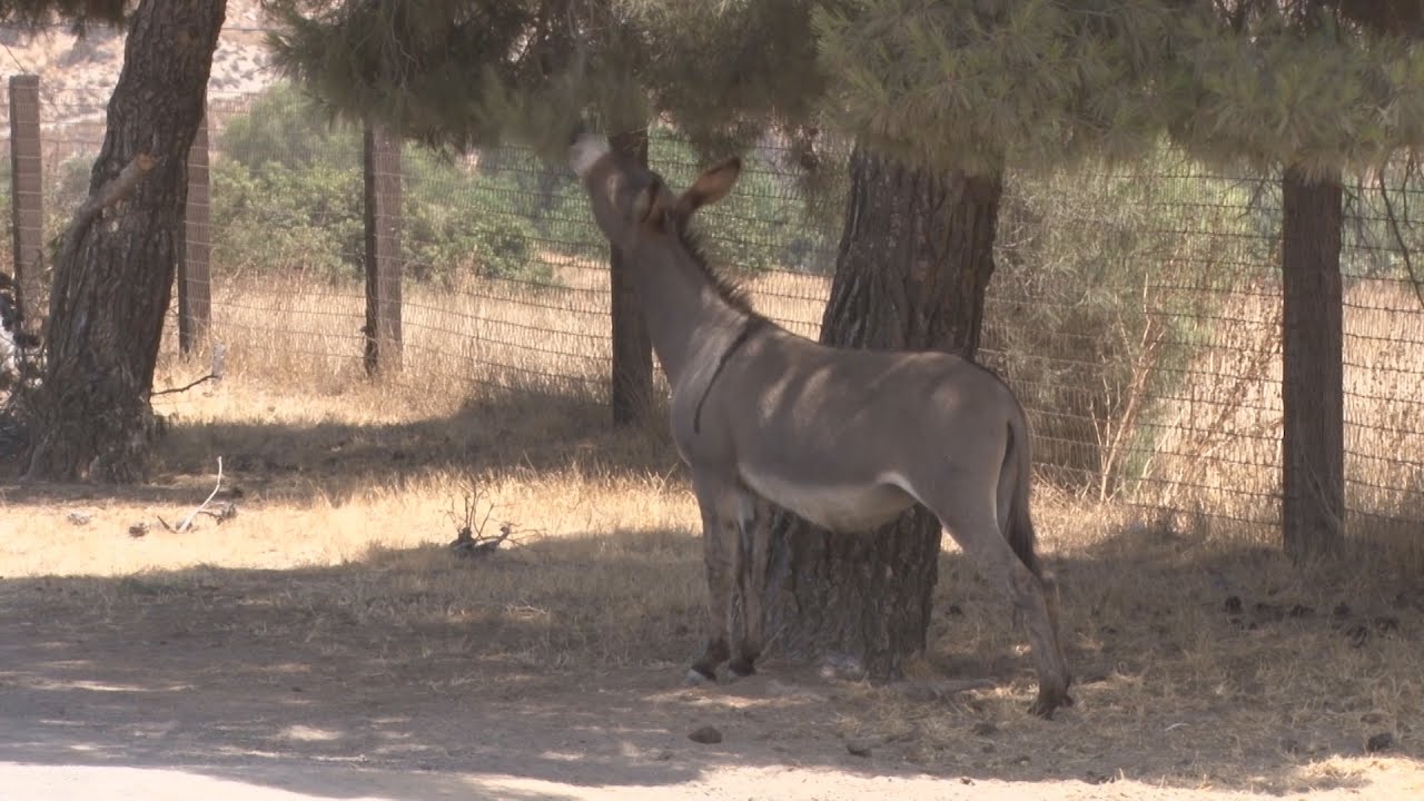 Burros silvestres en Riverside, un problema que preocupa a las ...
