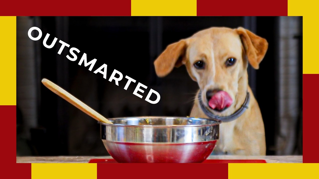 My Sneaky Dog | Baking Video FAIL | Dog Training FAIL - YouTube