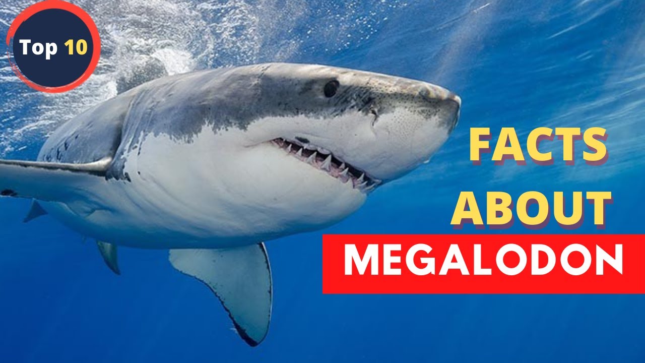 10 Facts About Megalodon - YouTube