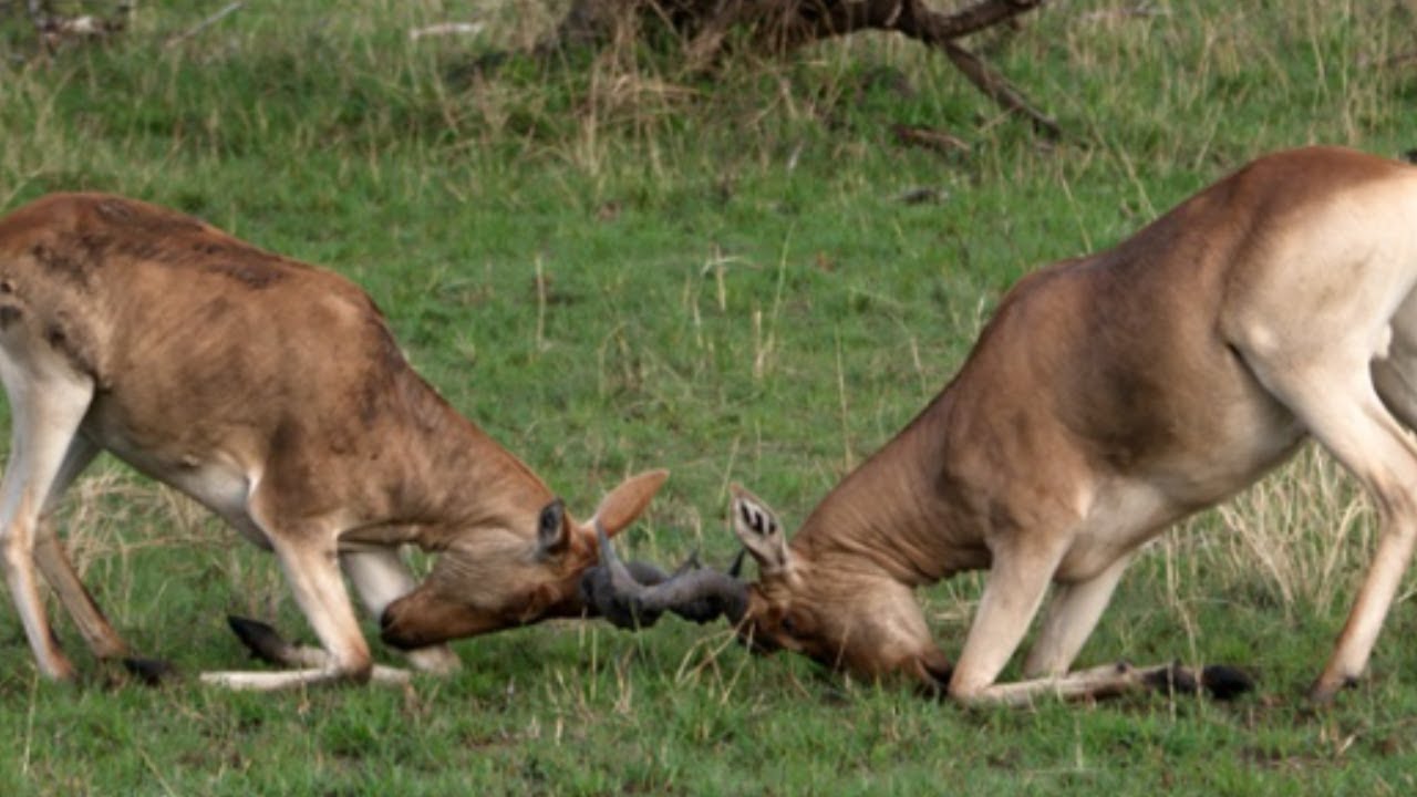 Le Bubale - Antilope d'Afrique - Documentaire animalier - YouTube