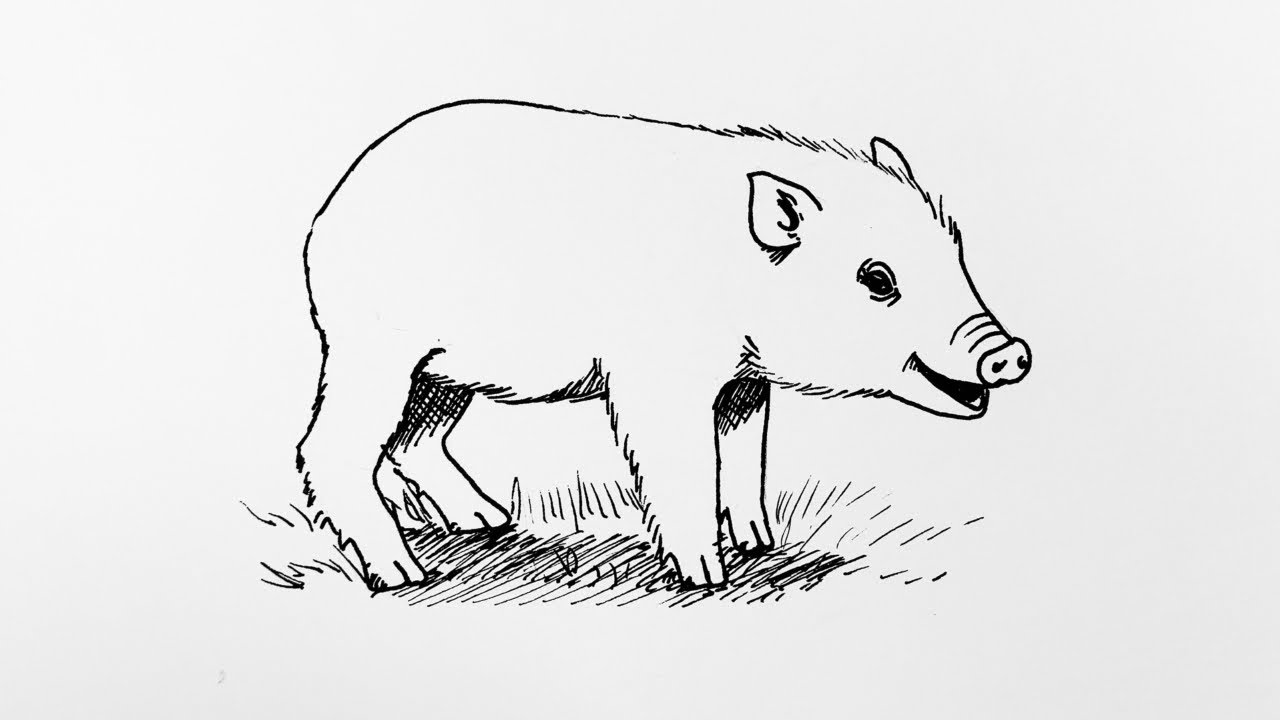 How to draw a piglet step by step - YouTube
