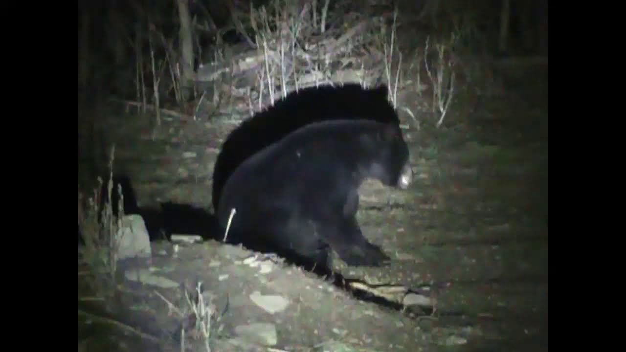 600 pound black bear 2019 pa - YouTube