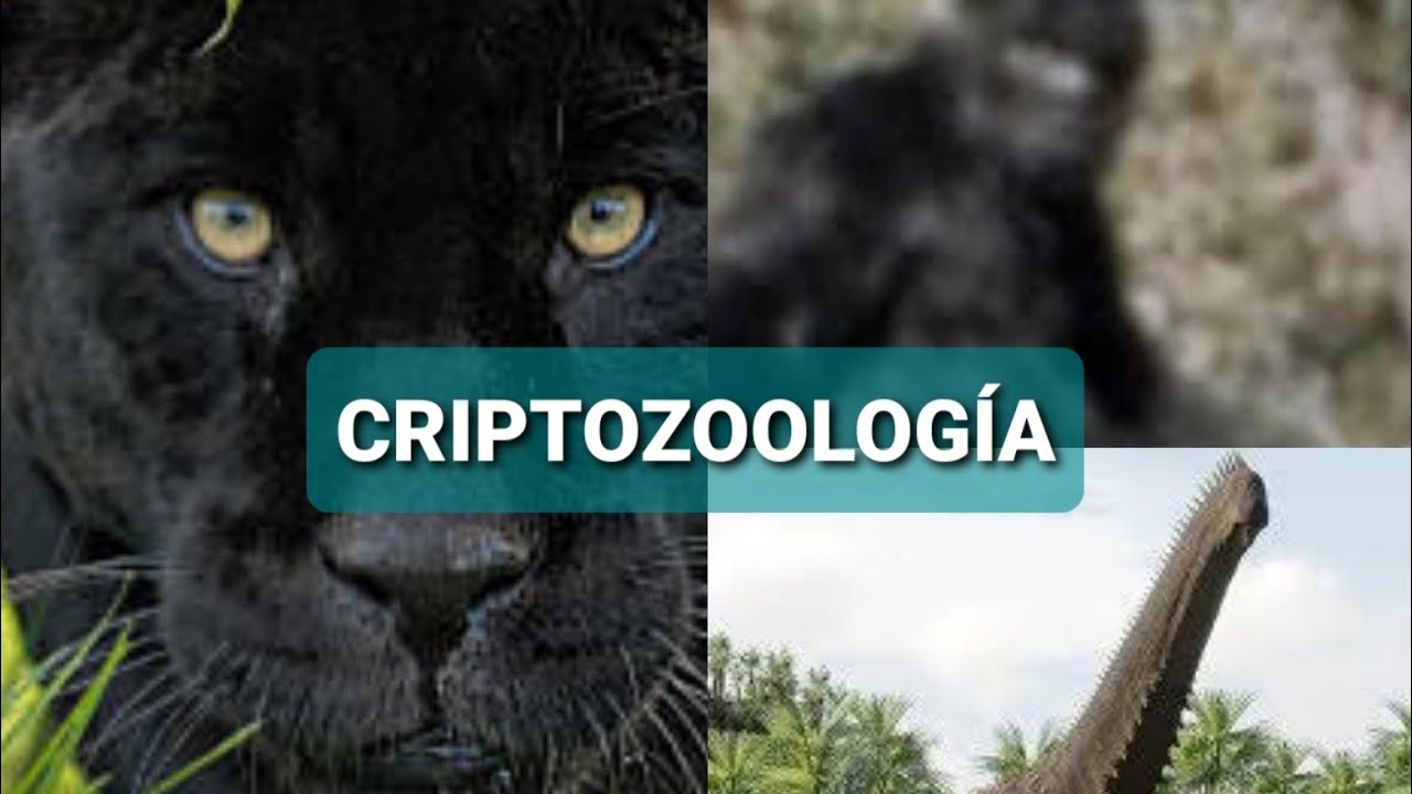 CRIPTOZOOLOGÍA (con Javier Resines) | Misterios al Anochecer | Programa ...