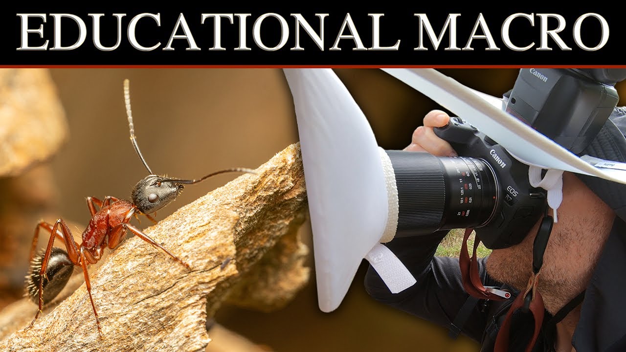 Macro Exploration with the Canon R7 & Laowa 90mm - Wattle Park Episode III - YouTube