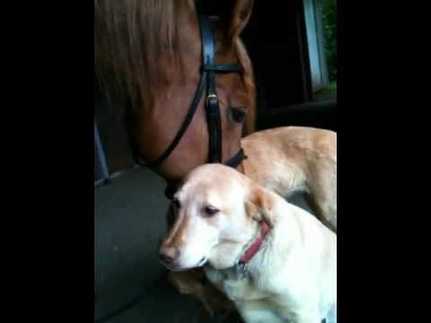 Horse loves labs - YouTube