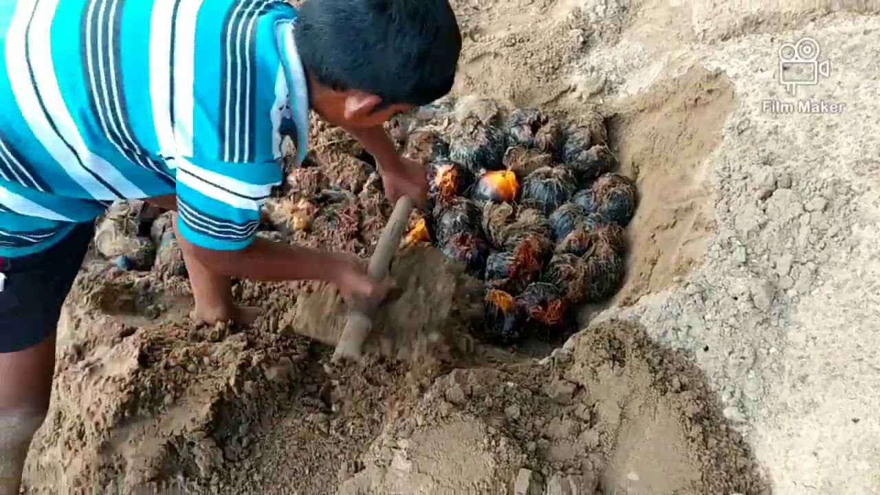 Thati tegalu / tegala Patra veyadam eala / Telugu oldest village food ...