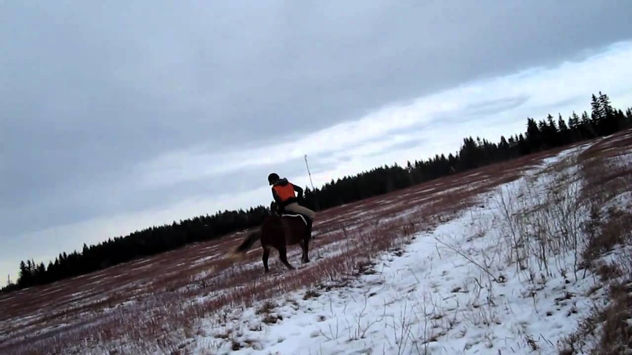 Pony Temper Tantrum - YouTube