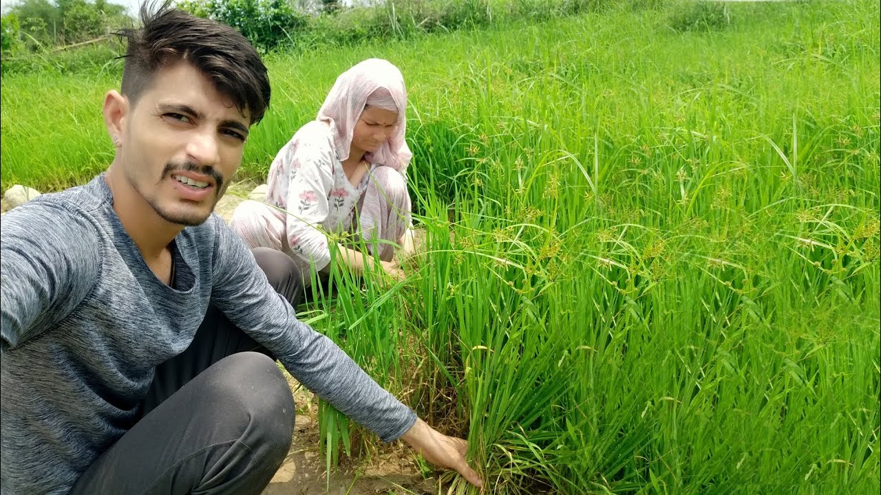 Rice Farming in Village || Dhaan ( धान ) ki kheti 😄 - YouTube